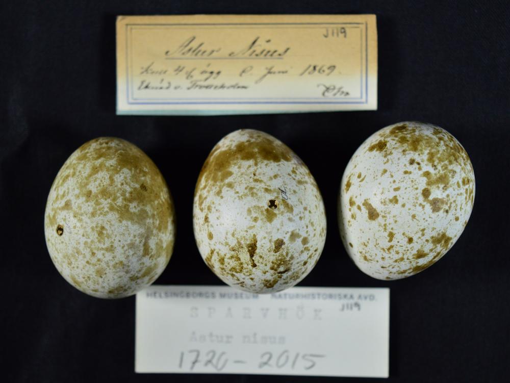 Carlotta - Föremål