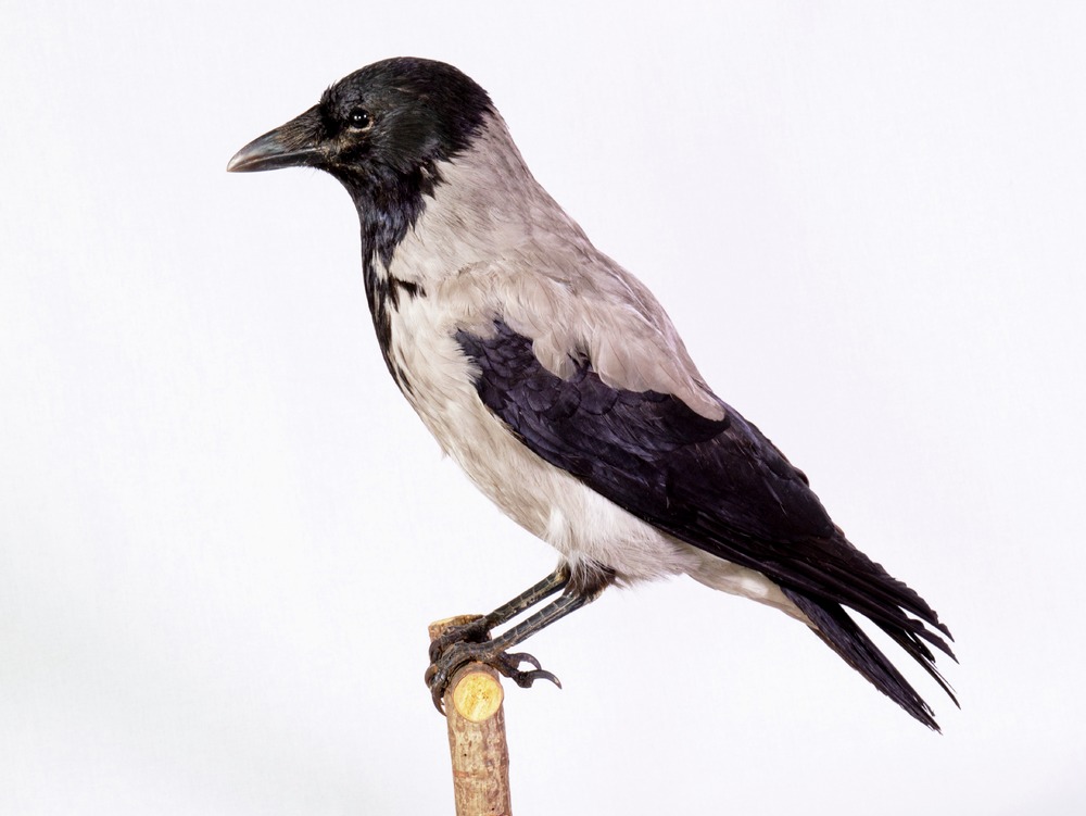 Carlotta - Föremål