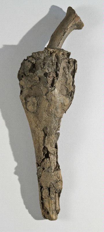 Carlotta - Föremål