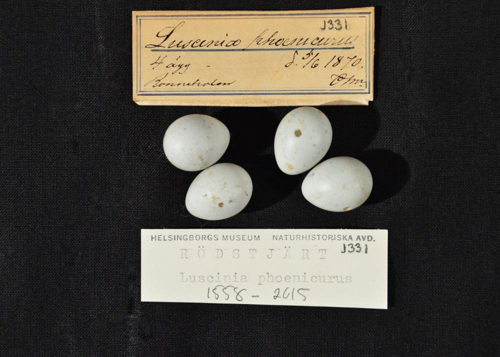 Carlotta - Föremål